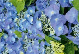 19+ Types of Hydrangeas For Shade That Are Easy to Grow